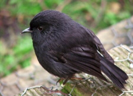 17 Different Types of Robin Birds - Bird Helpful