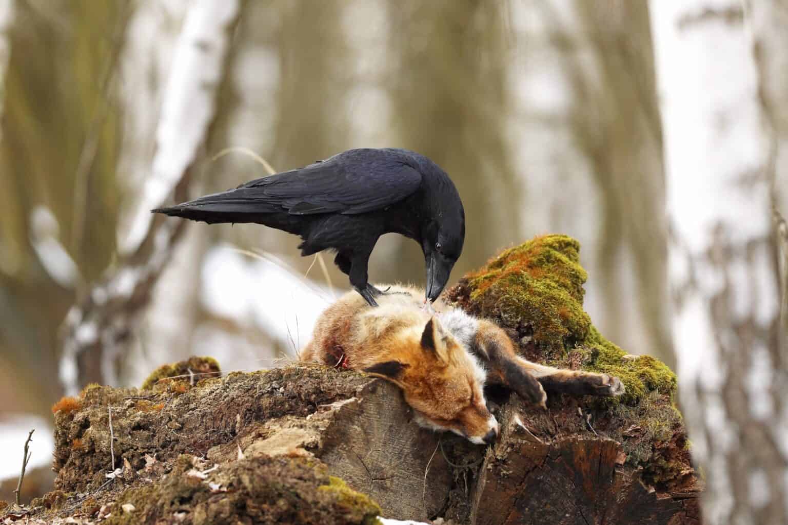 What Do Ravens Eat? (Raven Diet & FAQs)
