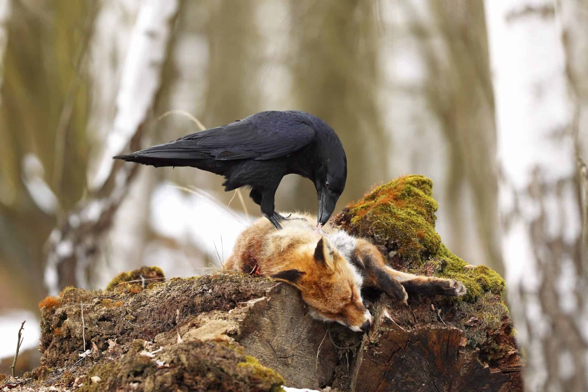 What Do Ravens Eat? (Raven Diet & FAQs)