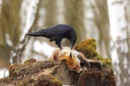 What Do Ravens Eat? (Raven Diet & FAQs)