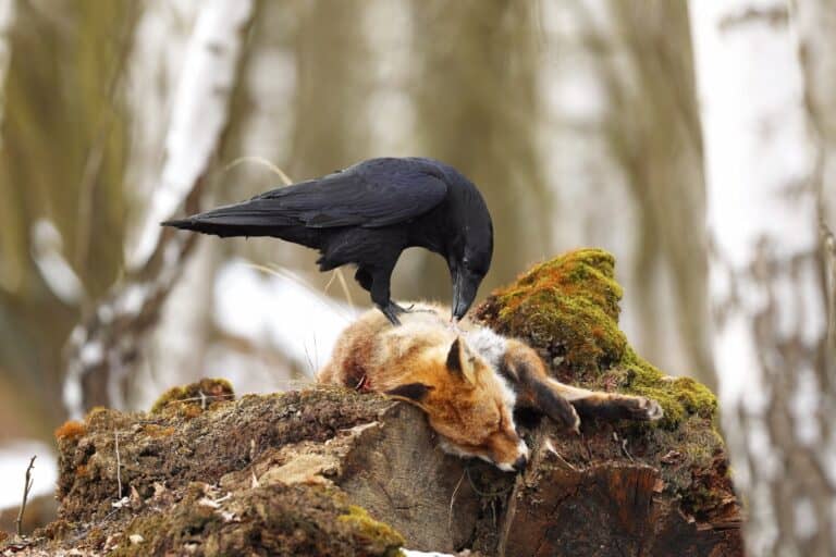 What Do Ravens Eat? (Raven Diet & FAQs)