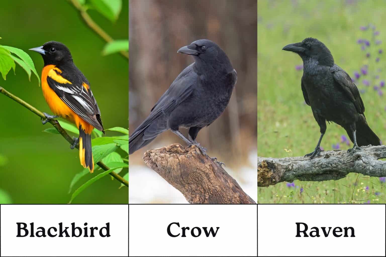Blackbirds vs. Crows vs. Ravens: What's the Difference?
