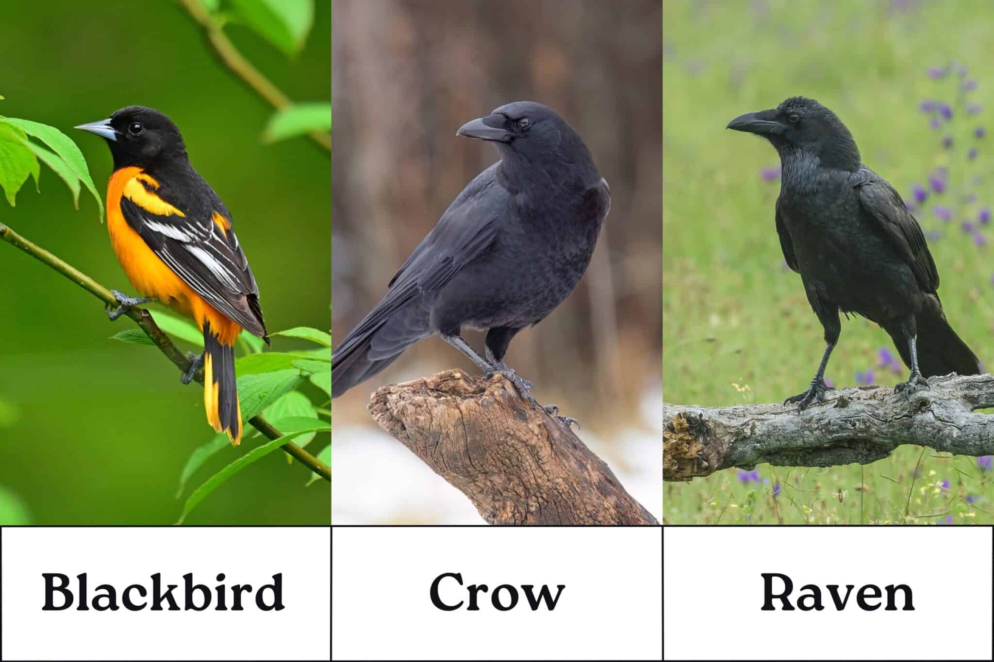 Blackbirds vs. Crows vs. Ravens: What's the Difference?