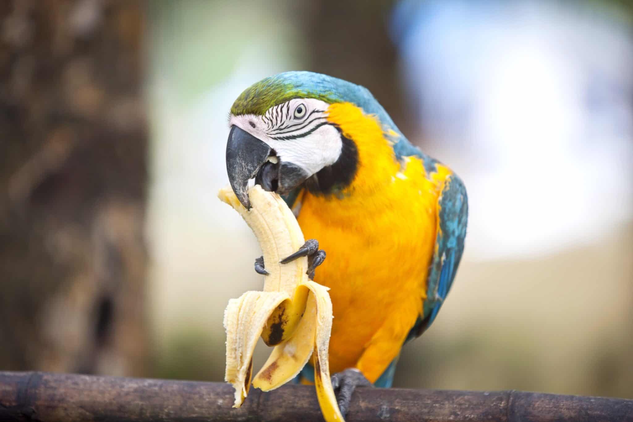 What Do Pet Parrots Eat? – Parrot Feeding & FAQs