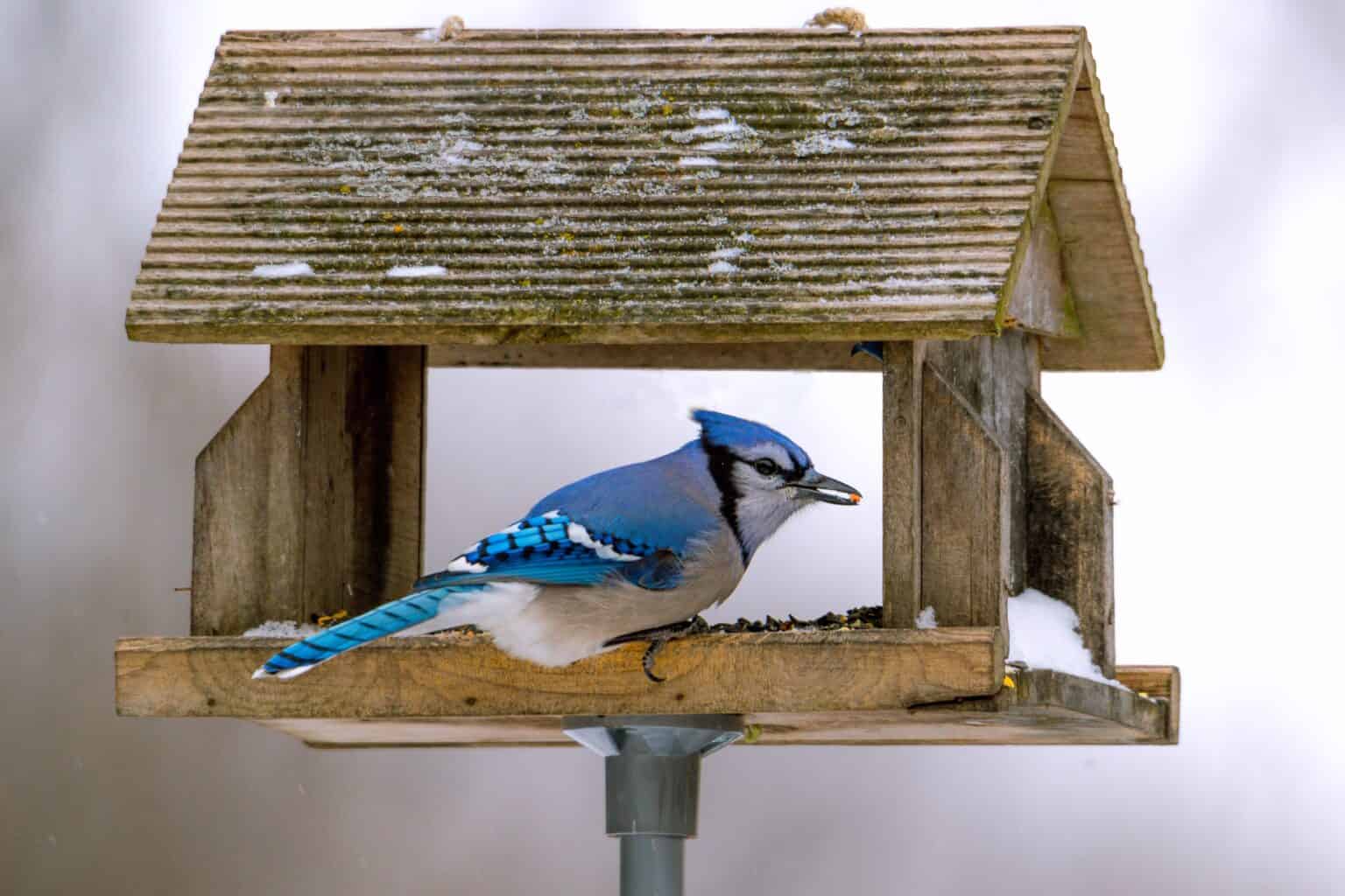 What Do Blue Jays Eat? (Feeding Tips & How to Attract Them)