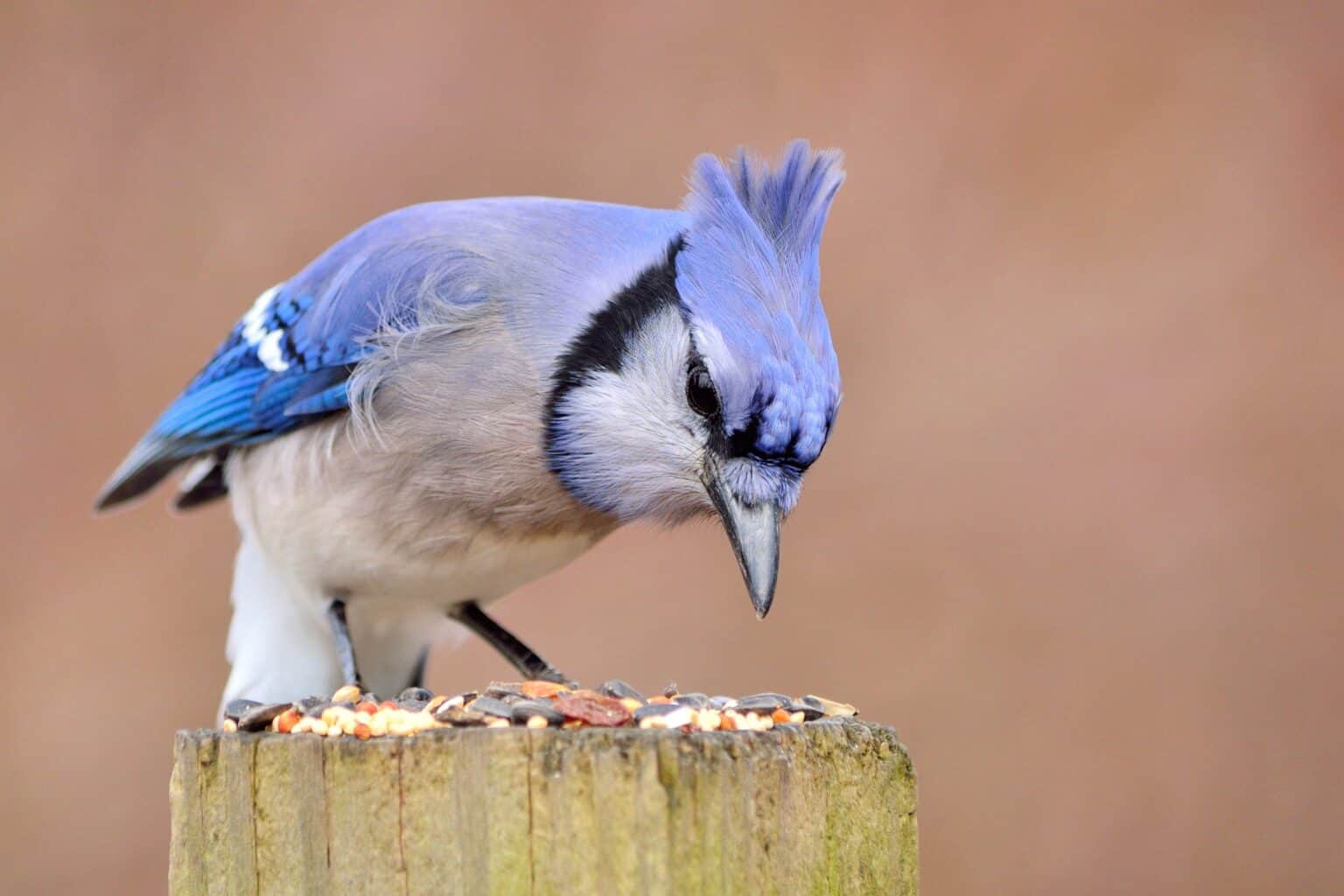 What Do Blue Jays Eat? (Feeding Tips & How to Attract Them)