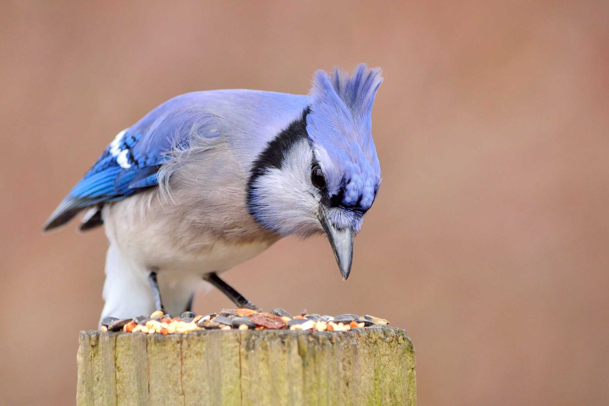 What Do Blue Jays Eat? (Feeding Tips & How to Attract Them)