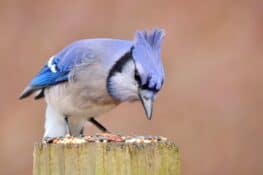 What Do Blue Jays Eat? (Feeding Tips & How to Attract Them)