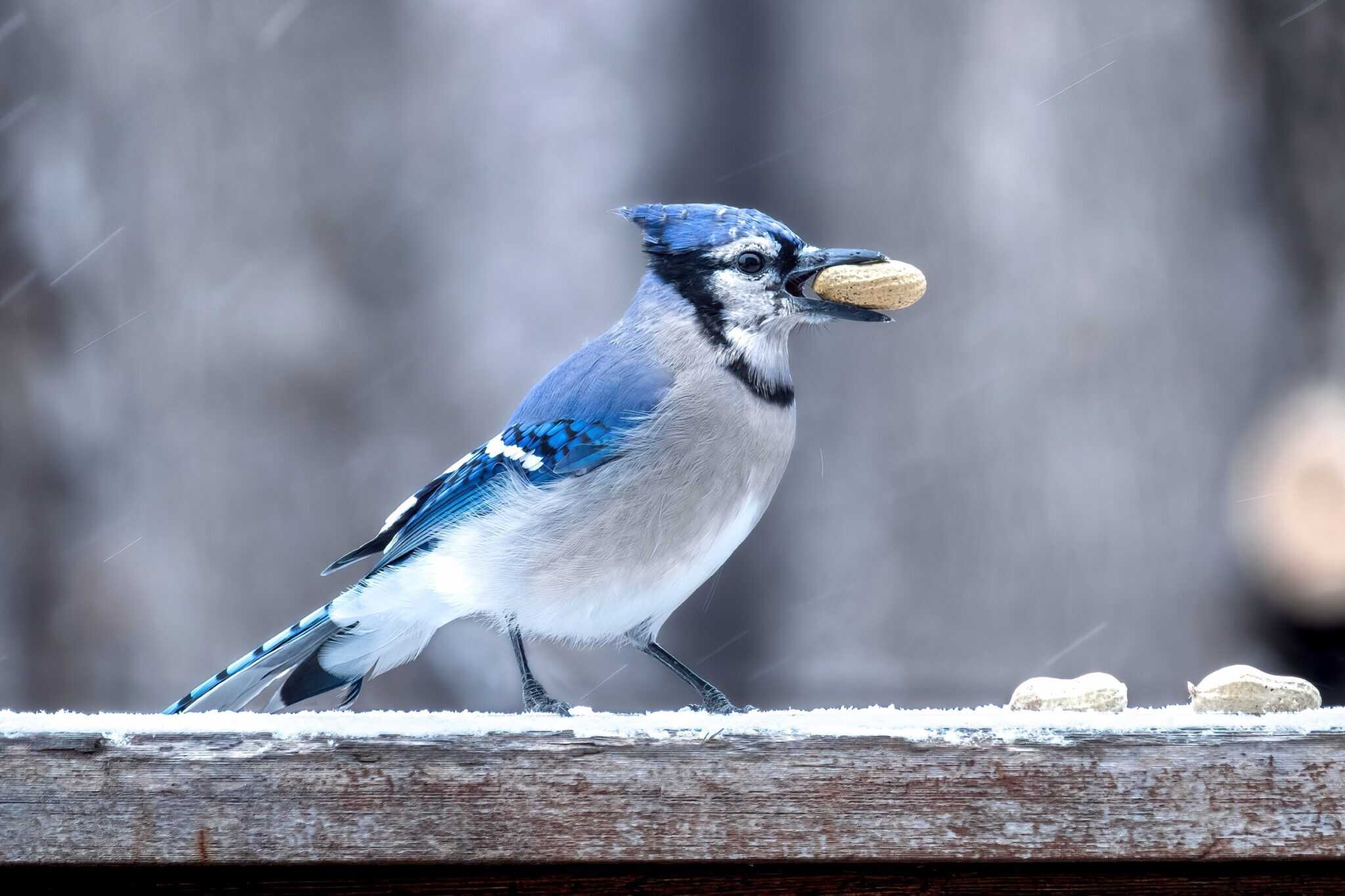 What Do Blue Jays Eat? (Feeding Tips & How to Attract Them)