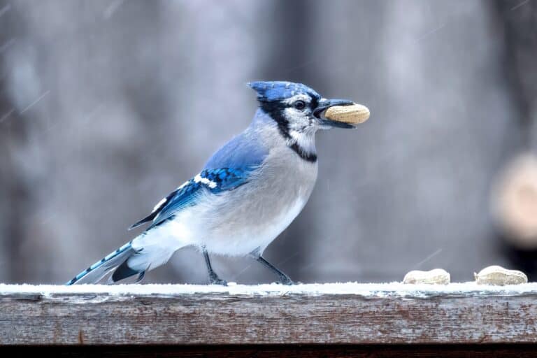 What Do Blue Jays Eat? (Feeding Tips & How to Attract Them)