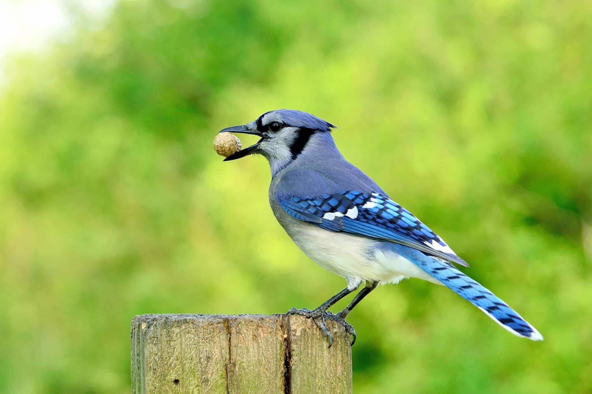What Do Blue Jays Eat? (Feeding Tips & How to Attract Them)