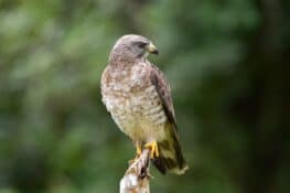 What Do Hawks Eat? - Hawk Diet & FAQs