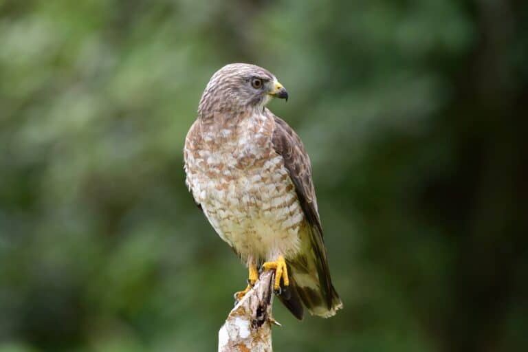 What Do Hawks Eat? - Hawk Diet & FAQs