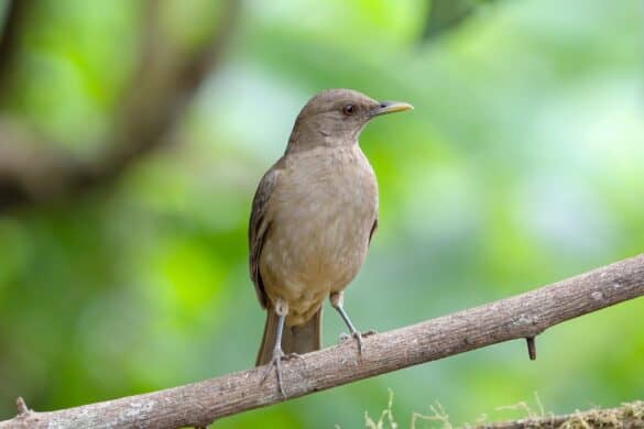 17 Different Types of Robin Birds - Bird Helpful