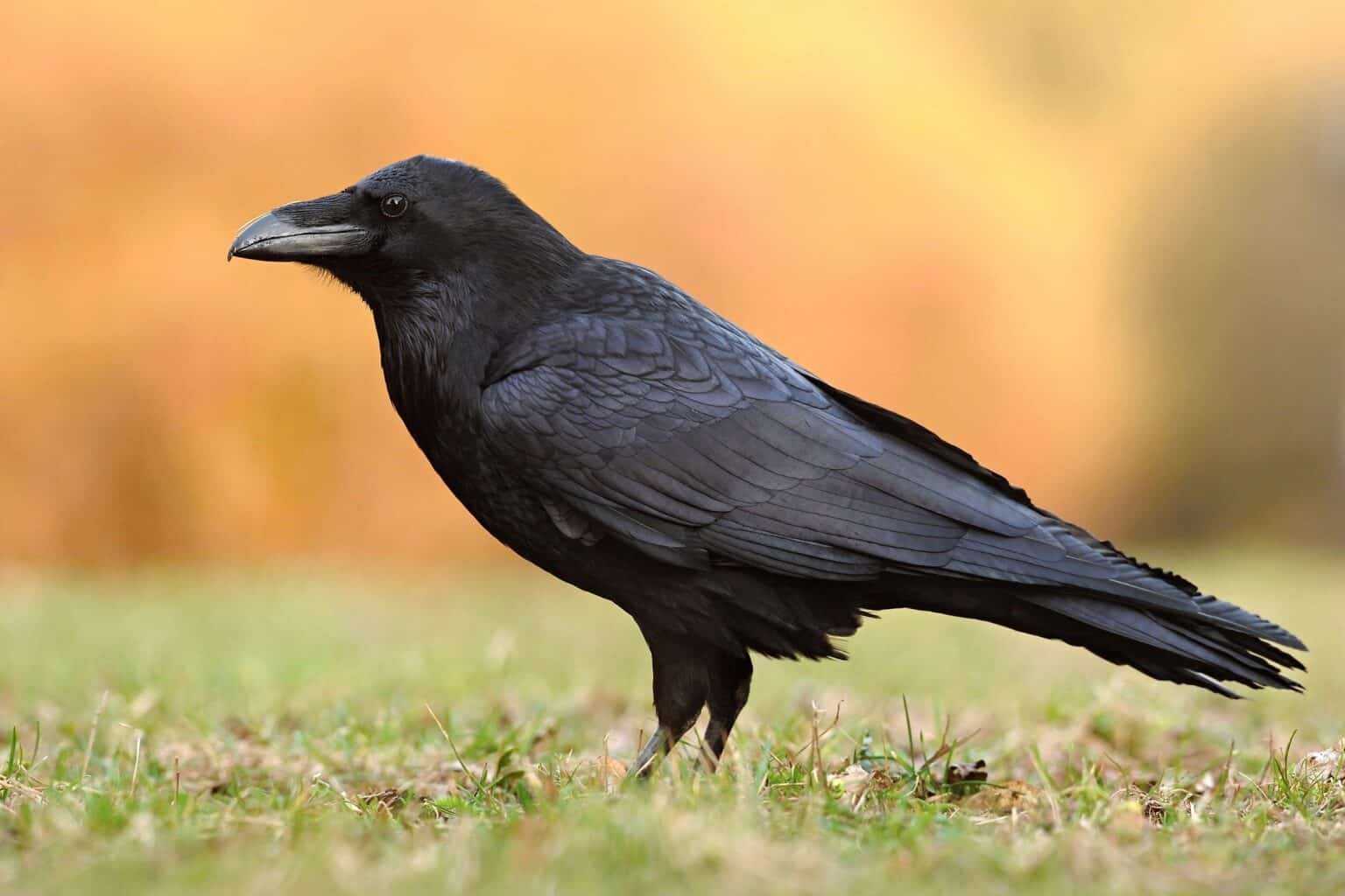 Blackbirds vs. Crows vs. Ravens: What's the Difference?