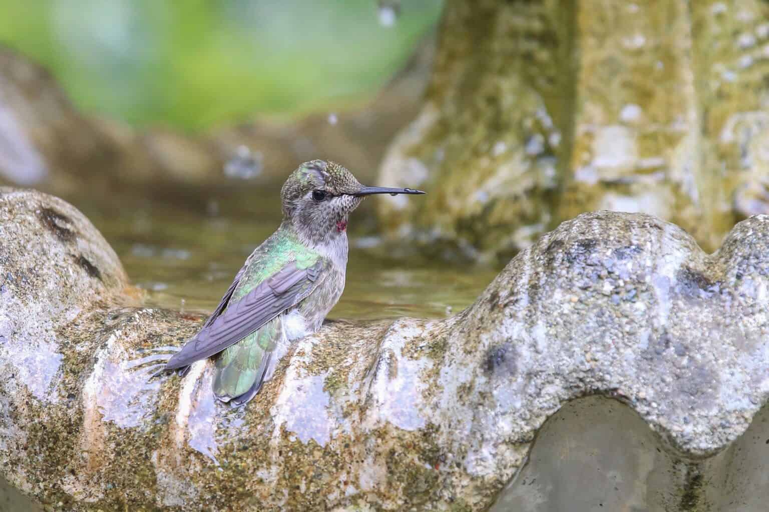A Guide to Hummingbird Bird Baths in Your Yard