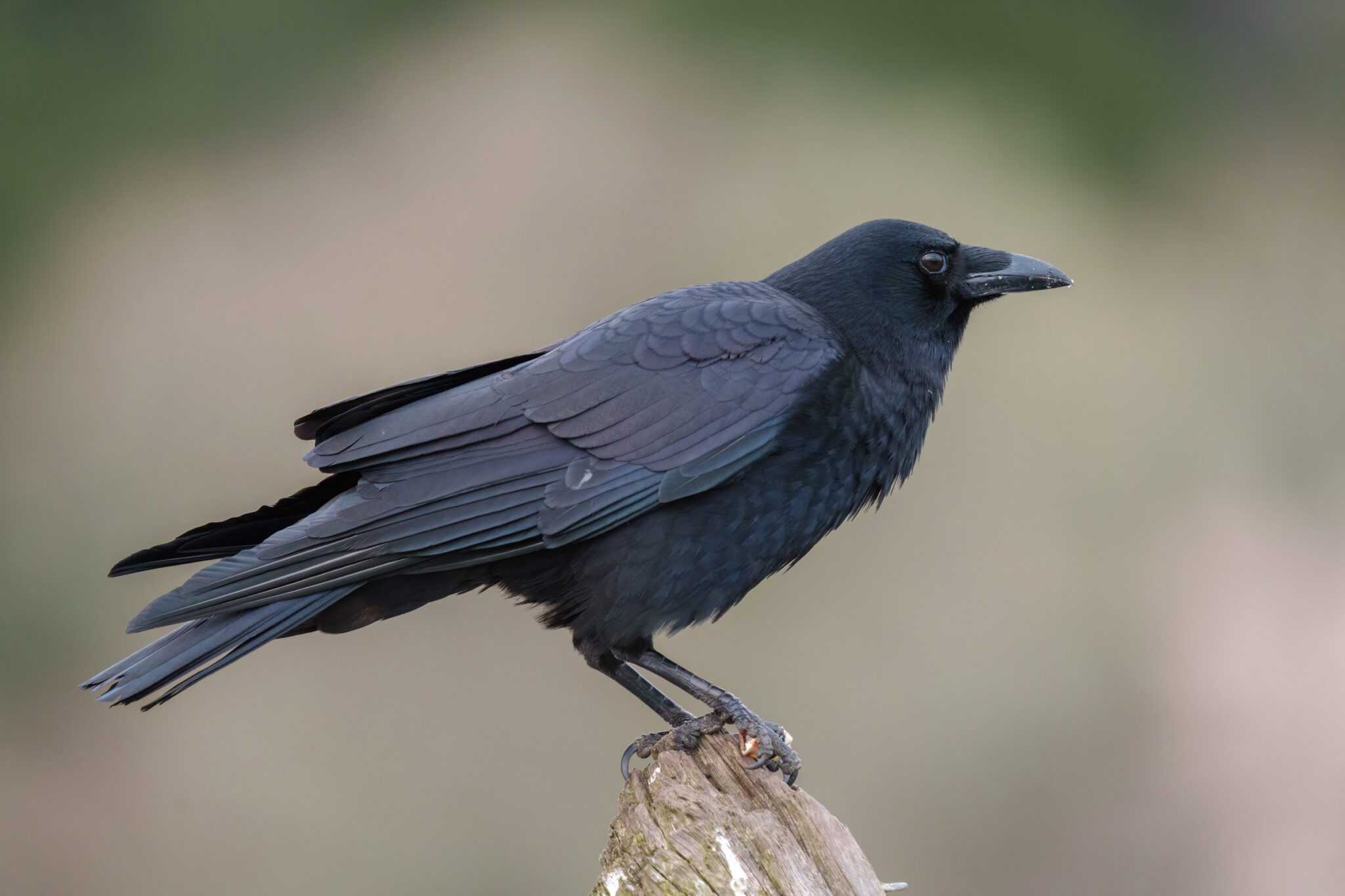Blackbirds vs. Crows vs. Ravens: What's the Difference?