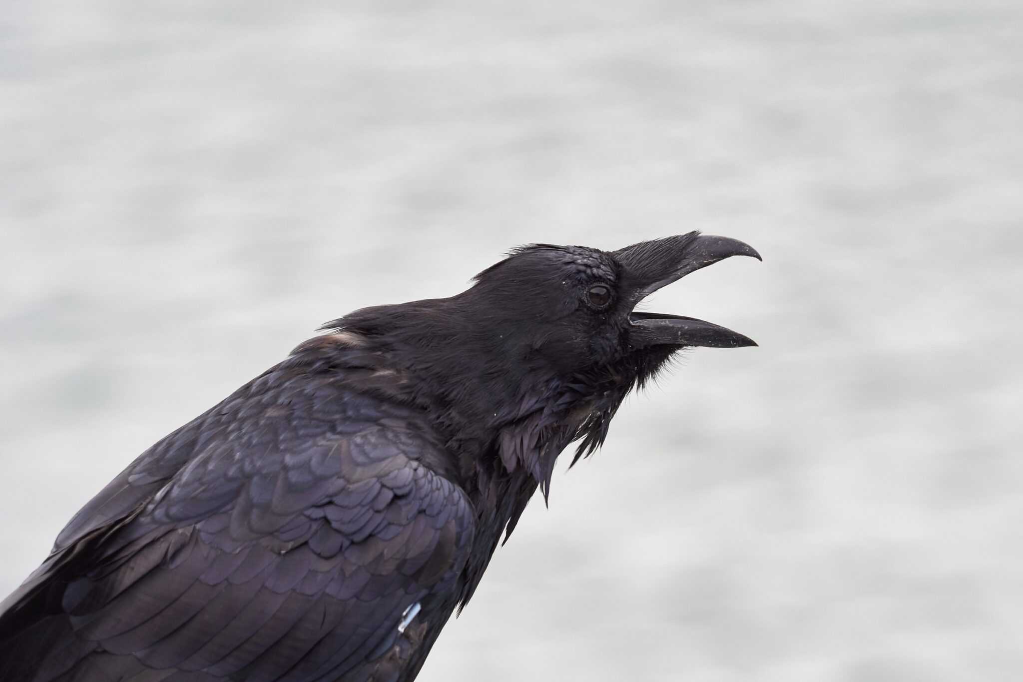 Can Ravens Talk Like Parrots? (And How Do They Talk?)