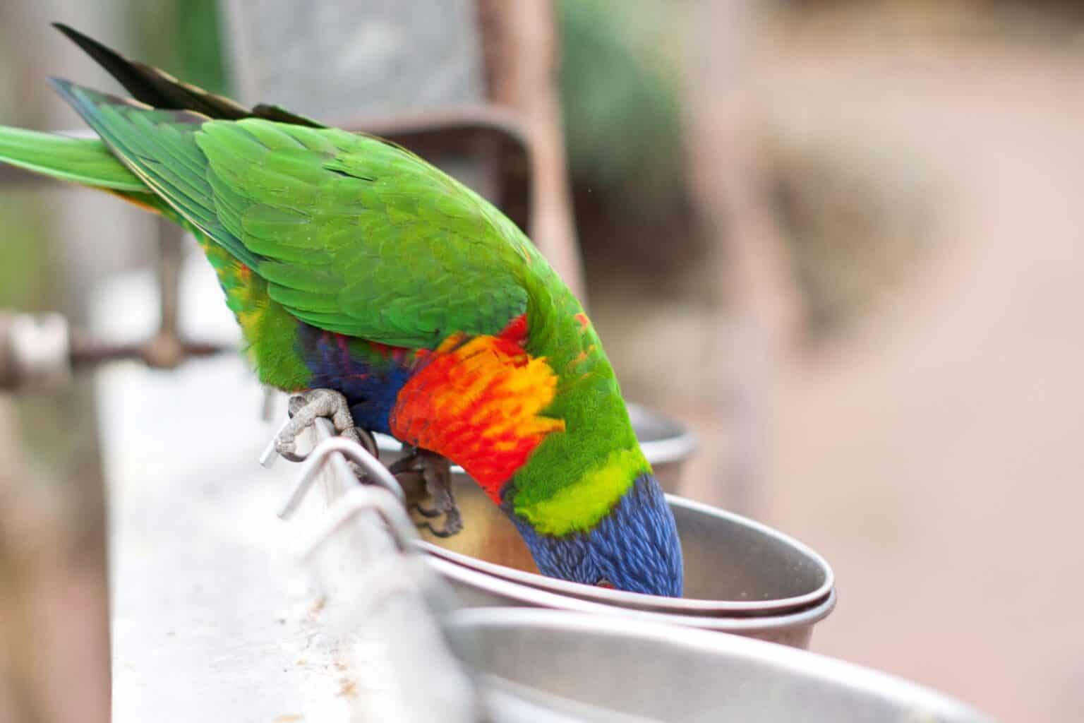 What Do Pet Parrots Eat? – Parrot Feeding & FAQs