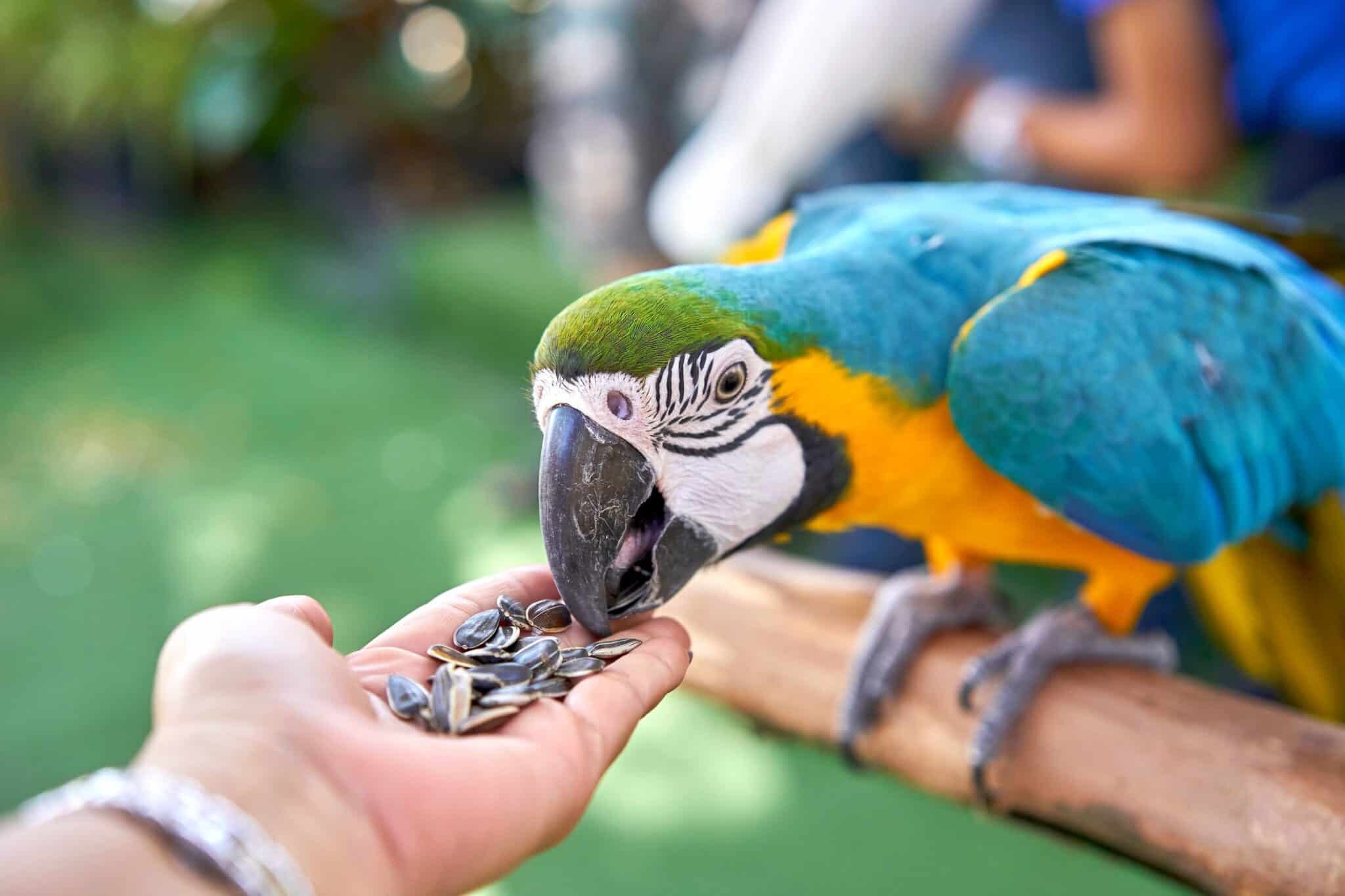 What Do Pet Parrots Eat? – Parrot Feeding & FAQs