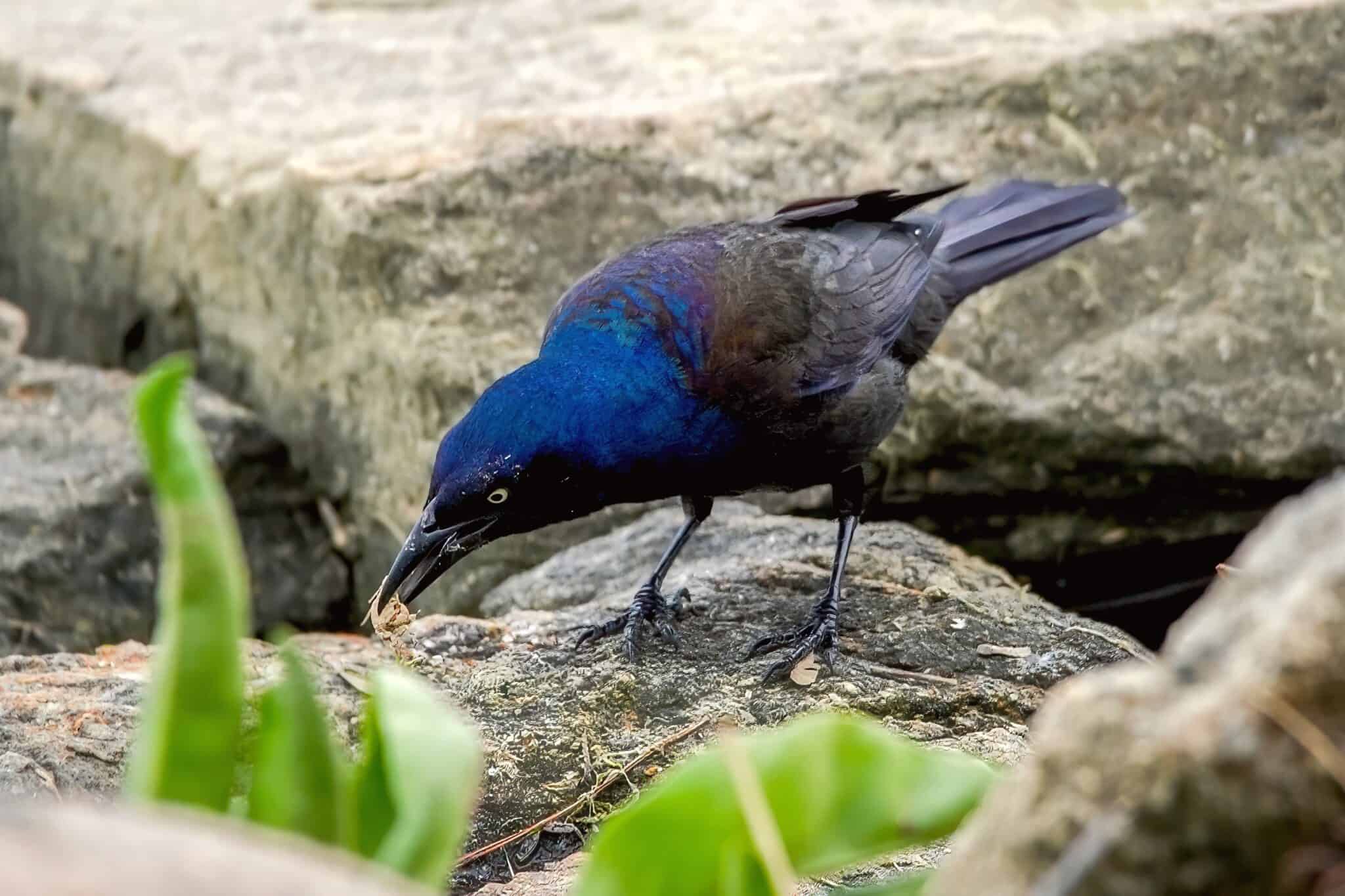 Blackbirds vs. Crows vs. Ravens: What's the Difference?