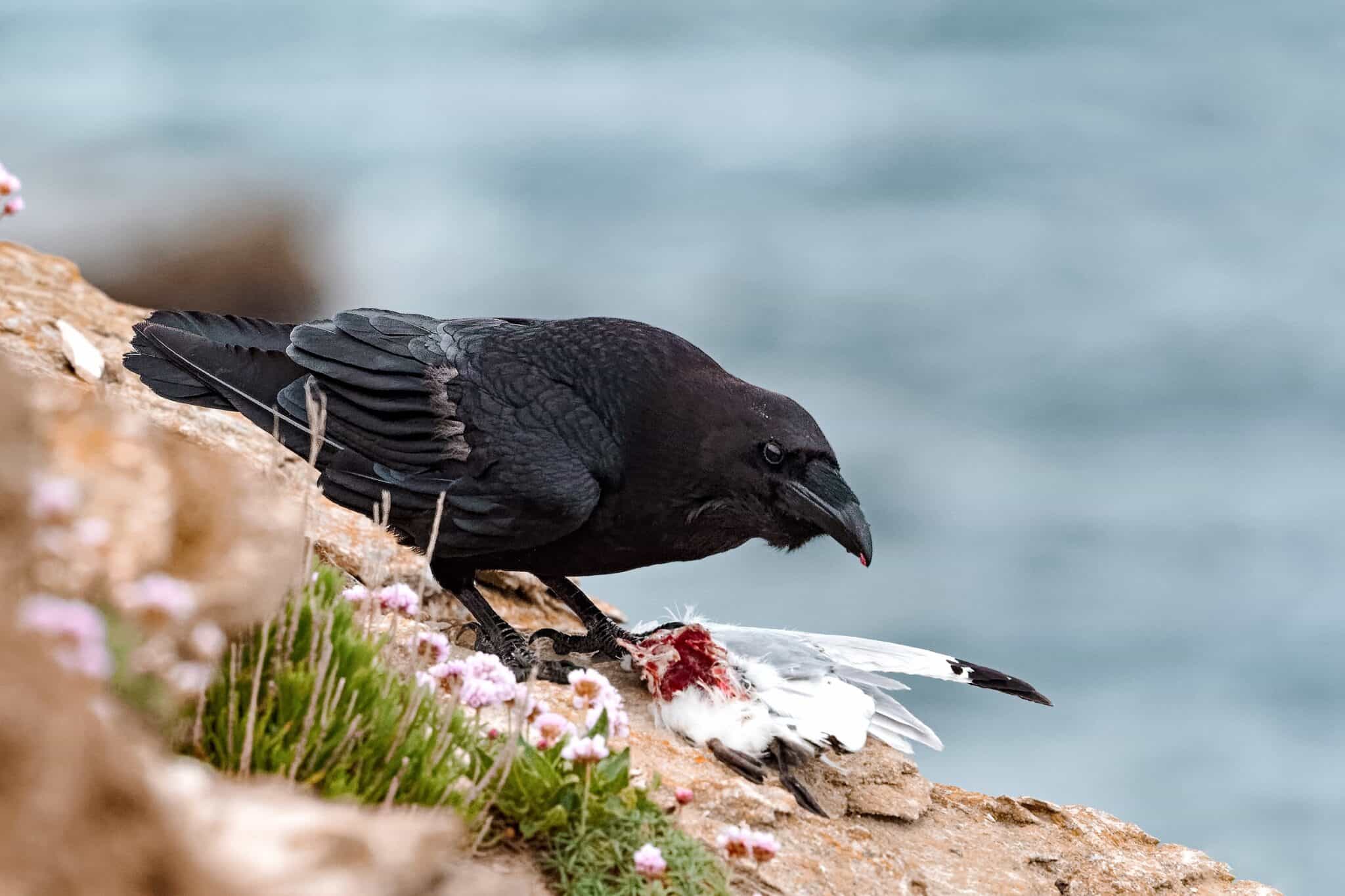 What Do Ravens Eat? (Raven Diet & FAQs)