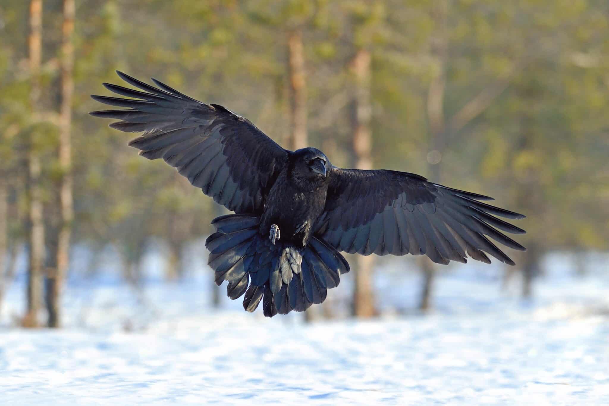 Blackbirds vs. Crows vs. Ravens: What's the Difference?