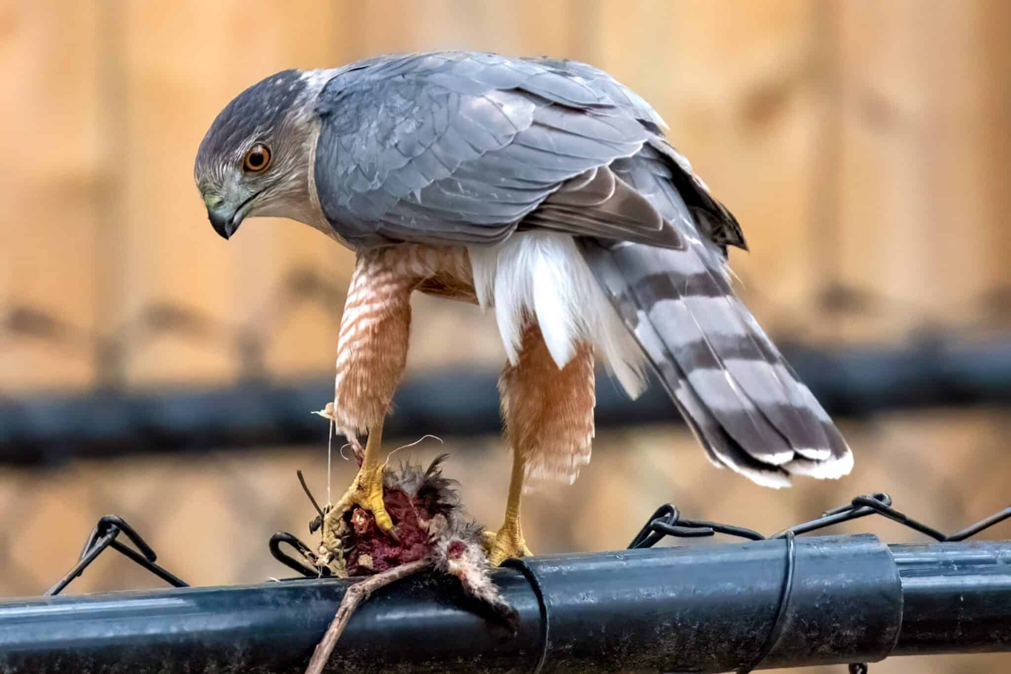 What Do Hawks Eat? - Hawk Diet & FAQs