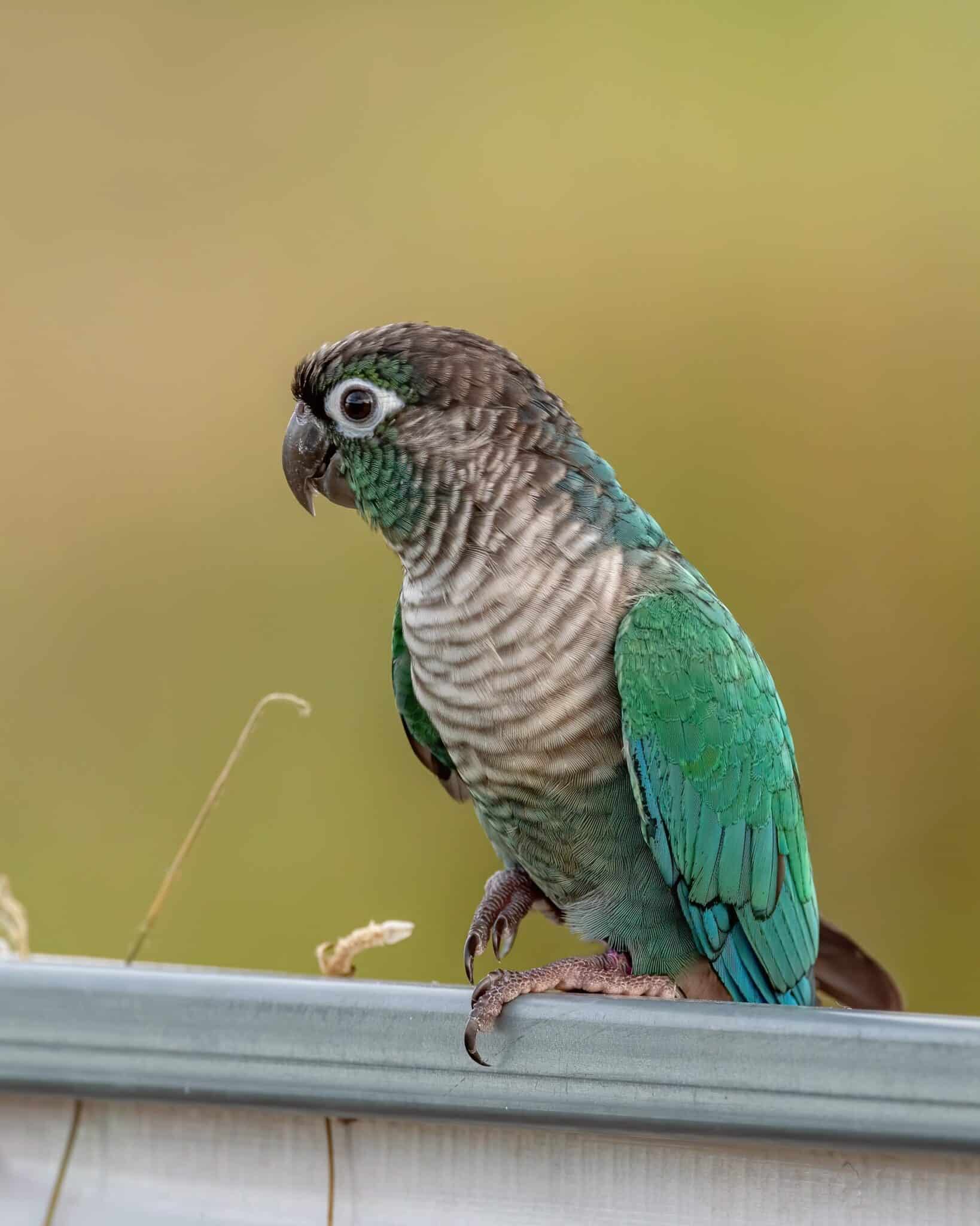 Turquoise Green Cheek Conure: Species Profile & Pictures