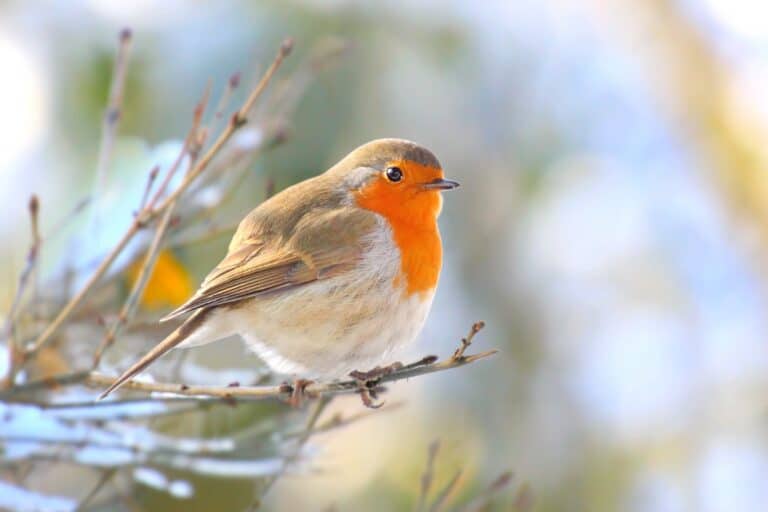 Do Robins Migrate? (Robin Migration Explained)