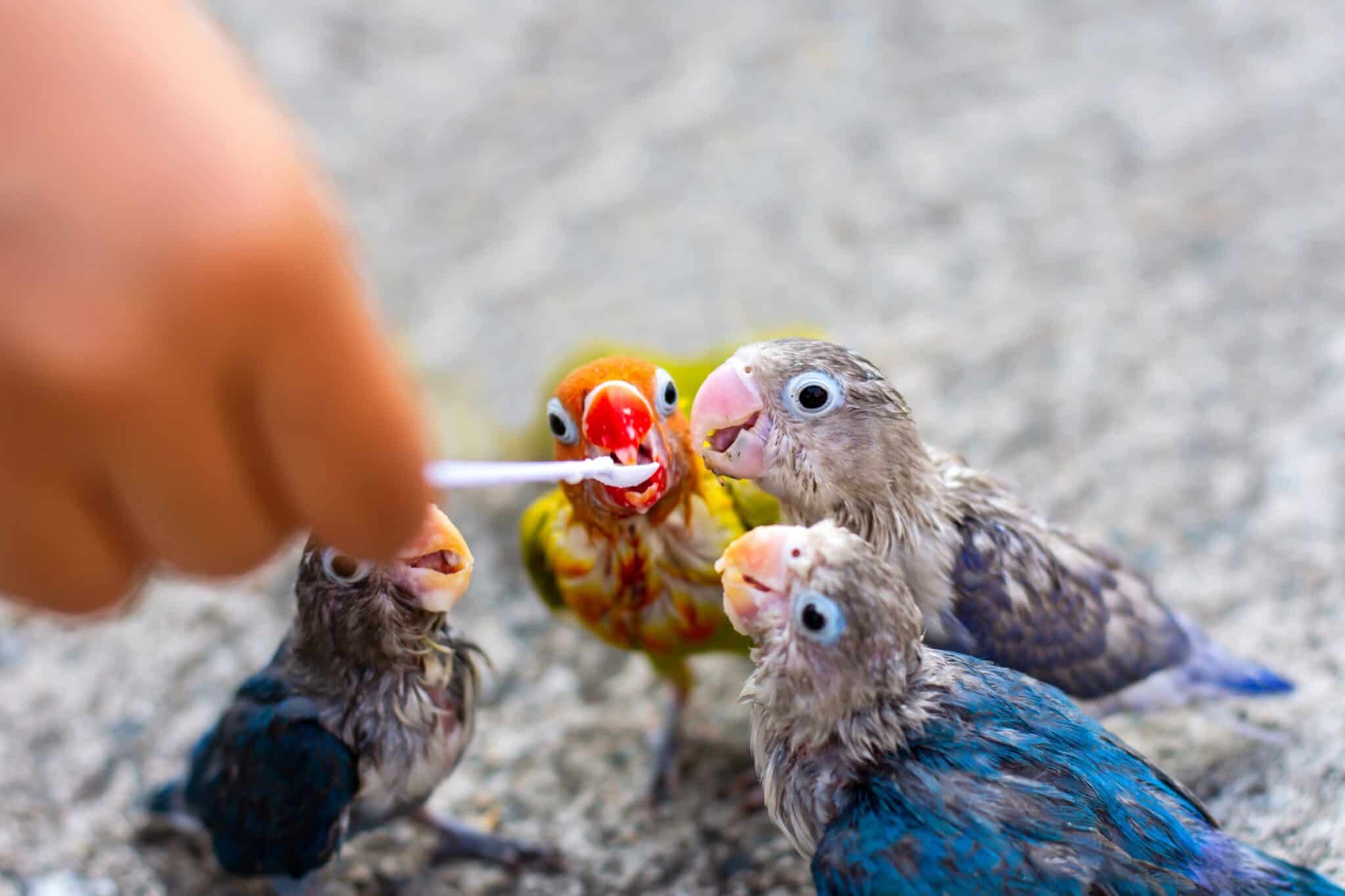 What Do Pet Parrots Eat? – Parrot Feeding & FAQs