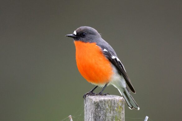 17 Different Types of Robin Birds - Bird Helpful