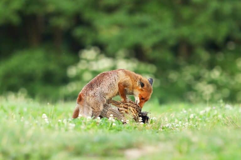 What Eats Hawks? A List of Hawk Predators