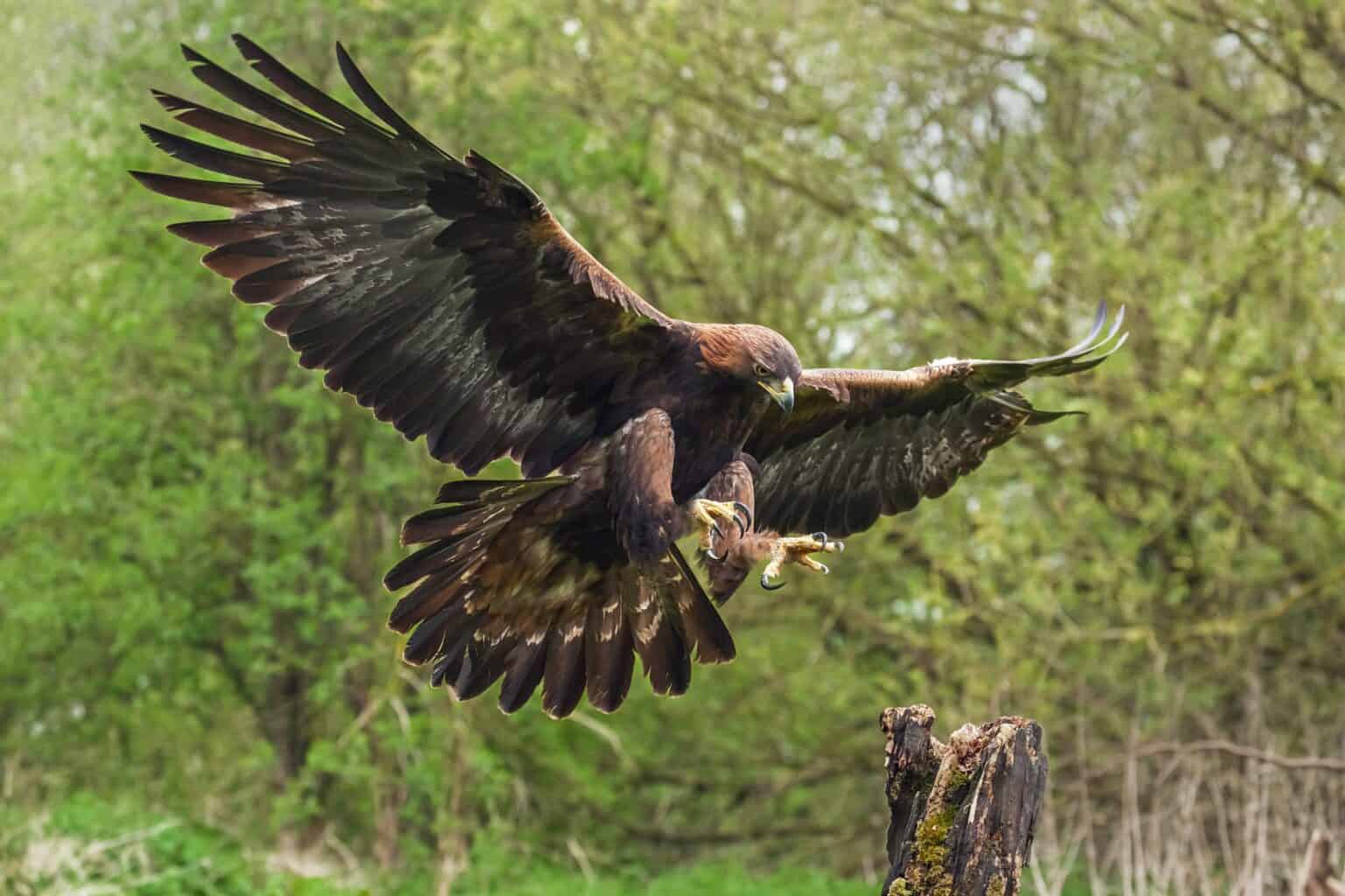 Hawk vs. Eagle: What’s the Difference?