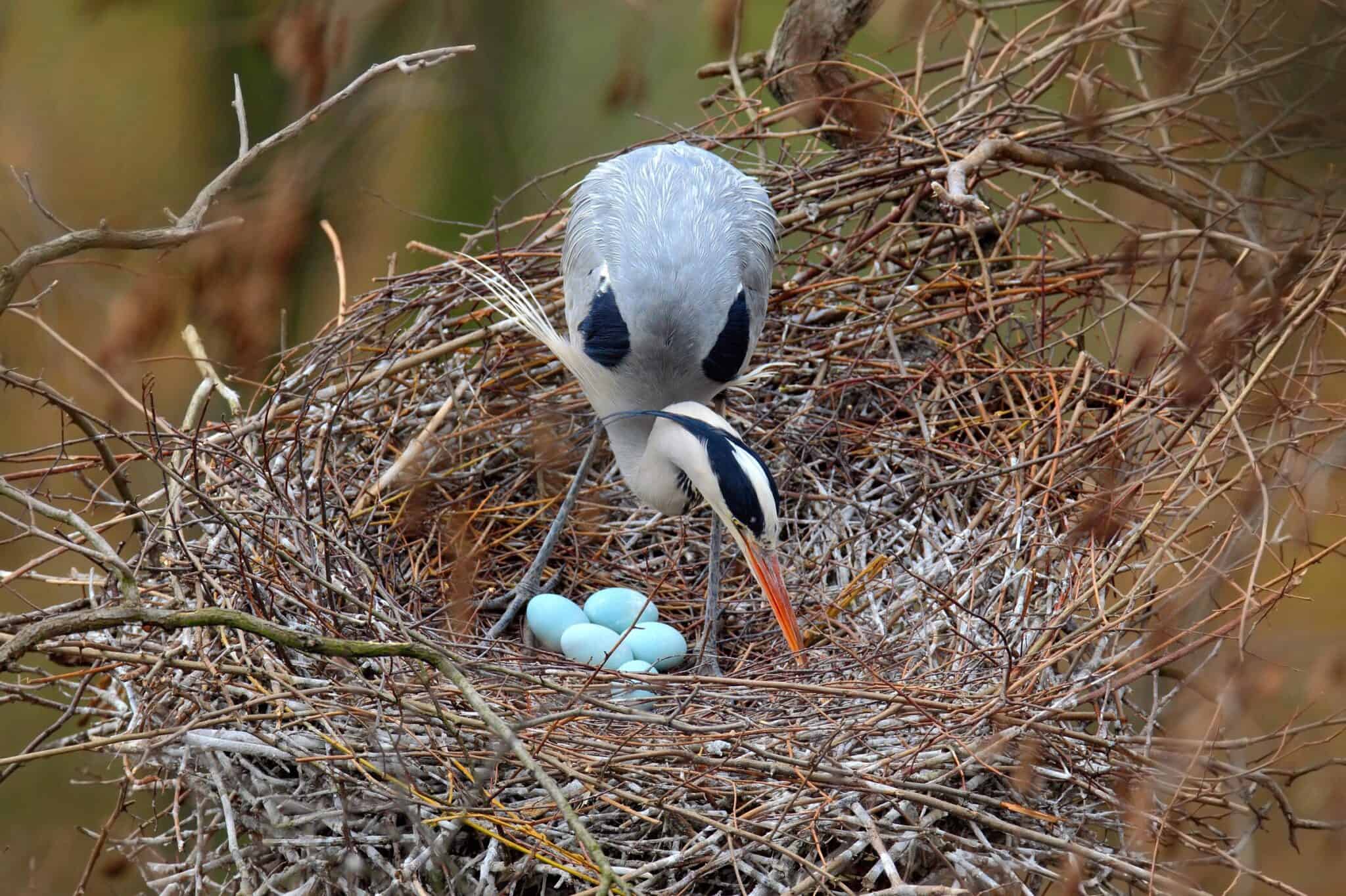 Do Birds Move Their Eggs? - Bird Helpful
