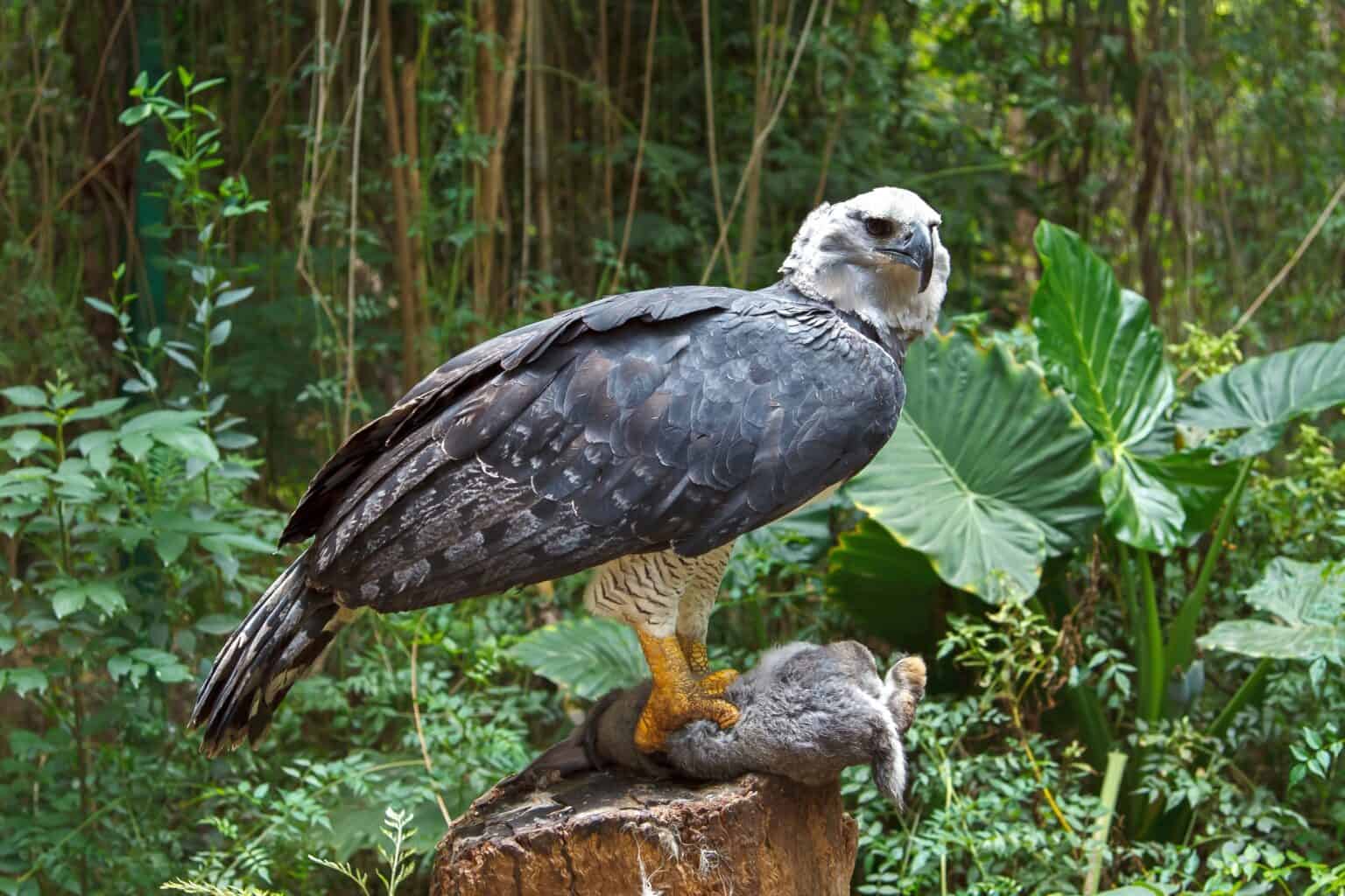 Hawk vs. Eagle: What’s the Difference?