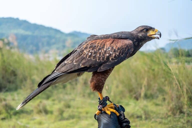 Hawk vs. Eagle: What’s the Difference?