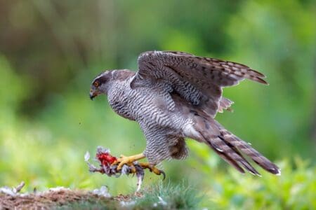 What Do Hawks Eat? - Hawk Diet & FAQs