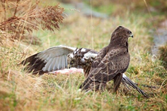 What Eats Hawks? A List of Hawk Predators