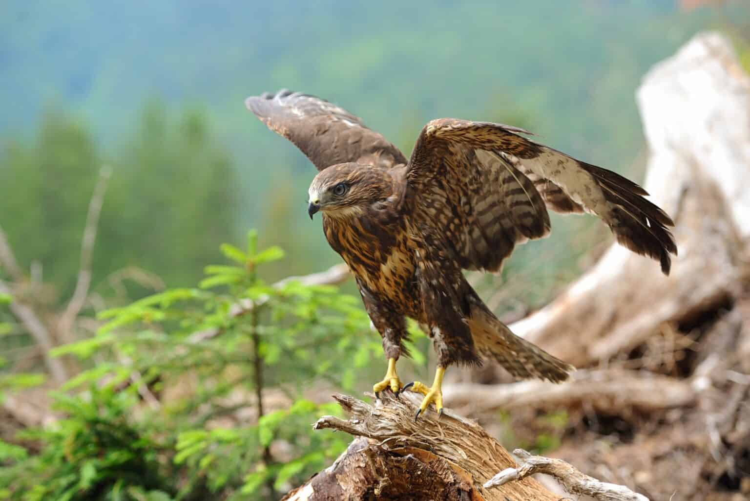 What Eats Hawks? A List of Hawk Predators