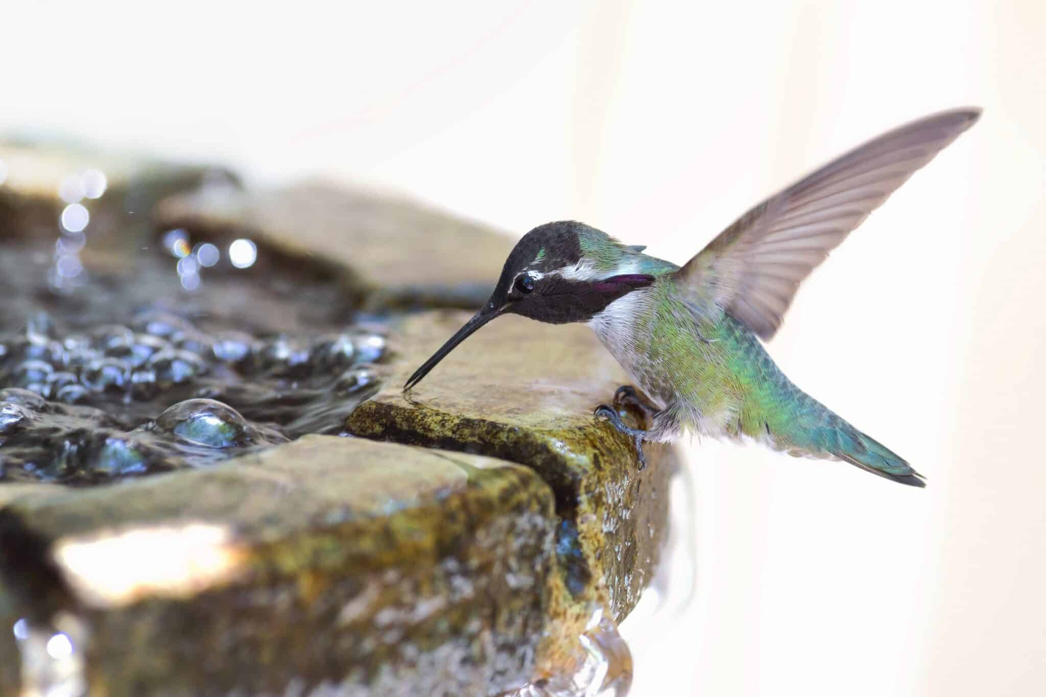 A Guide to Hummingbird Bird Baths in Your Yard