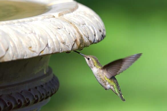 A Guide to Hummingbird Bird Baths in Your Yard