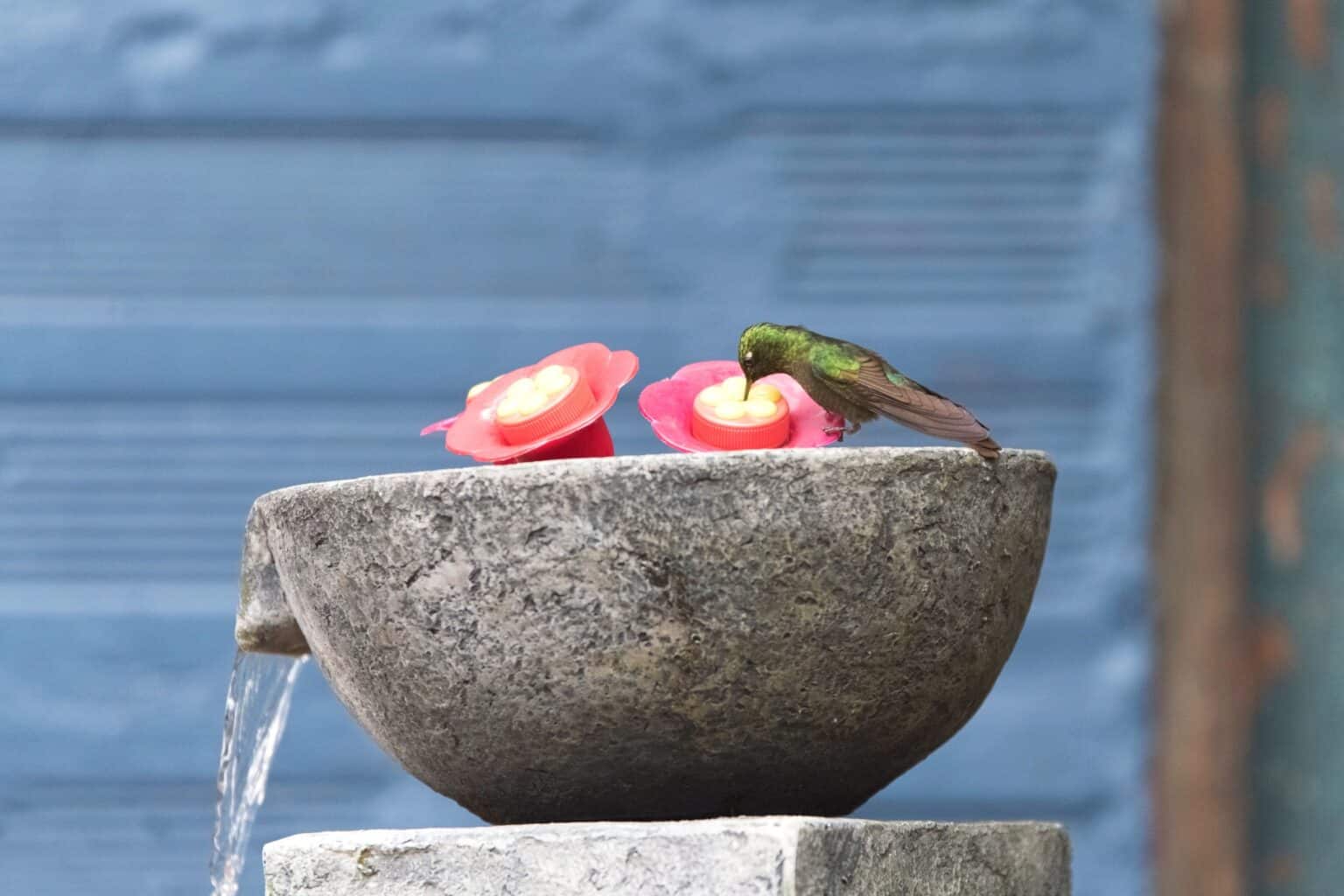 A Guide to Hummingbird Bird Baths in Your Yard