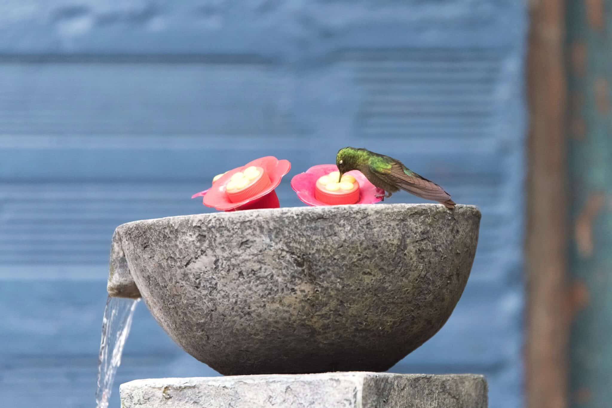 A Guide to Hummingbird Bird Baths in Your Yard