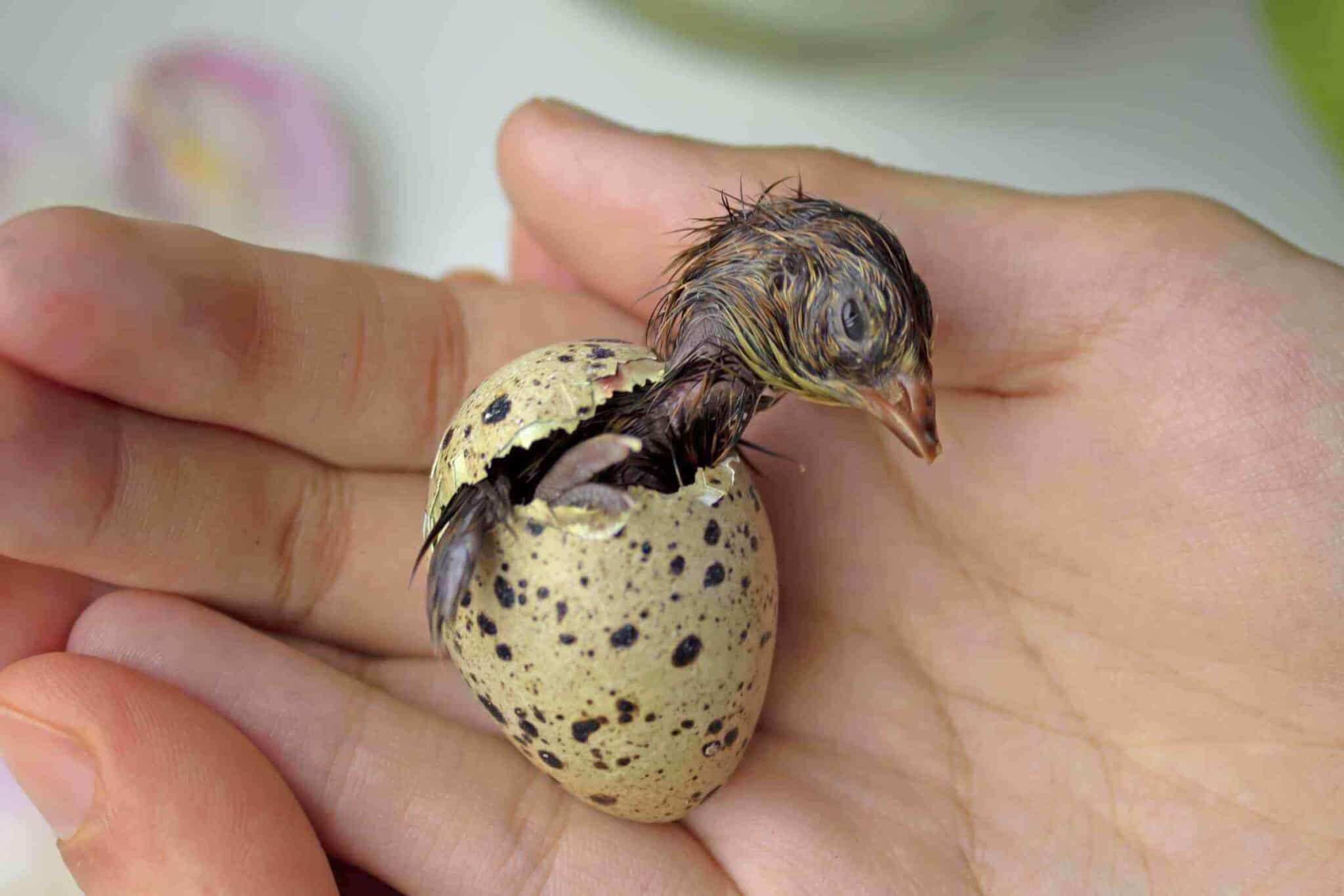 The Ultimate Guide to Incubating and Hatching Quail Eggs