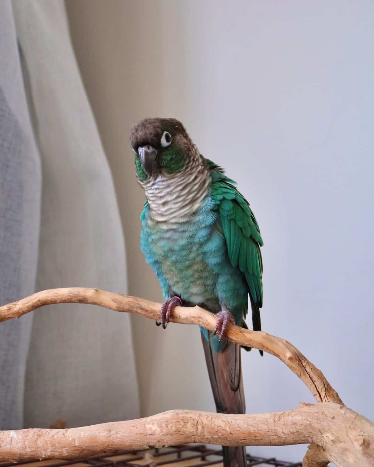Turquoise Green Cheek Conure: Species Profile & Pictures