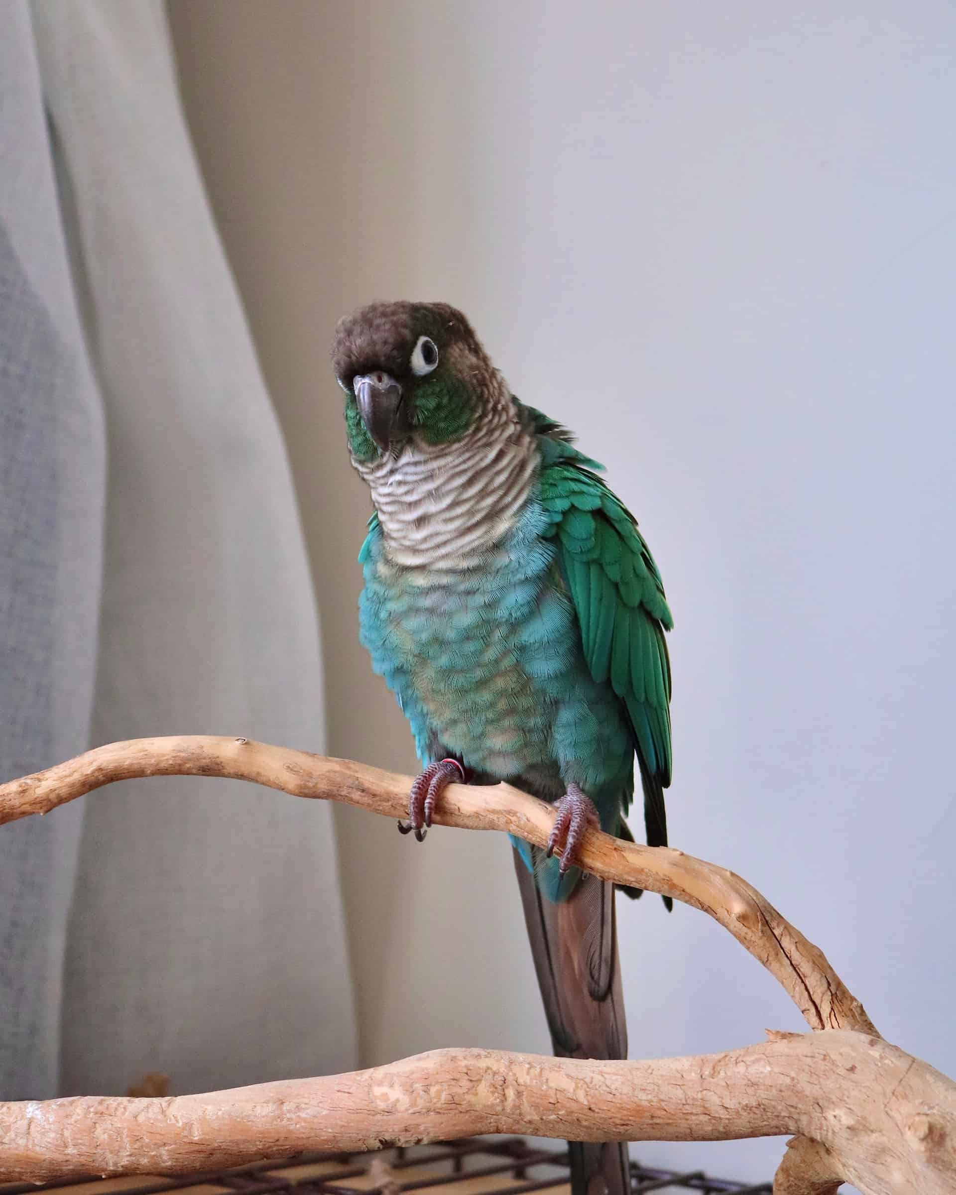Turquoise Green Cheek Conure: Species Profile & Pictures