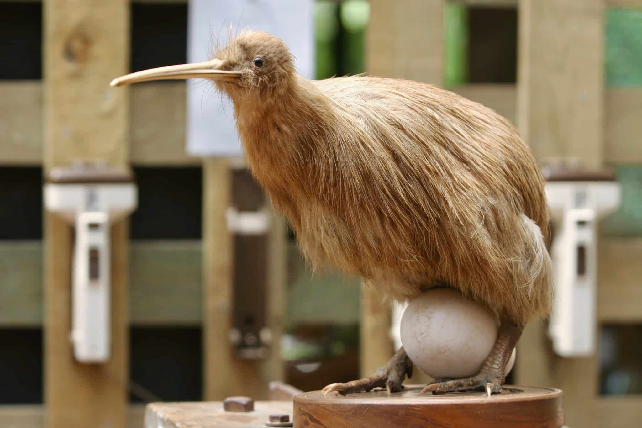 Do Birds Move Their Eggs? - Bird Helpful