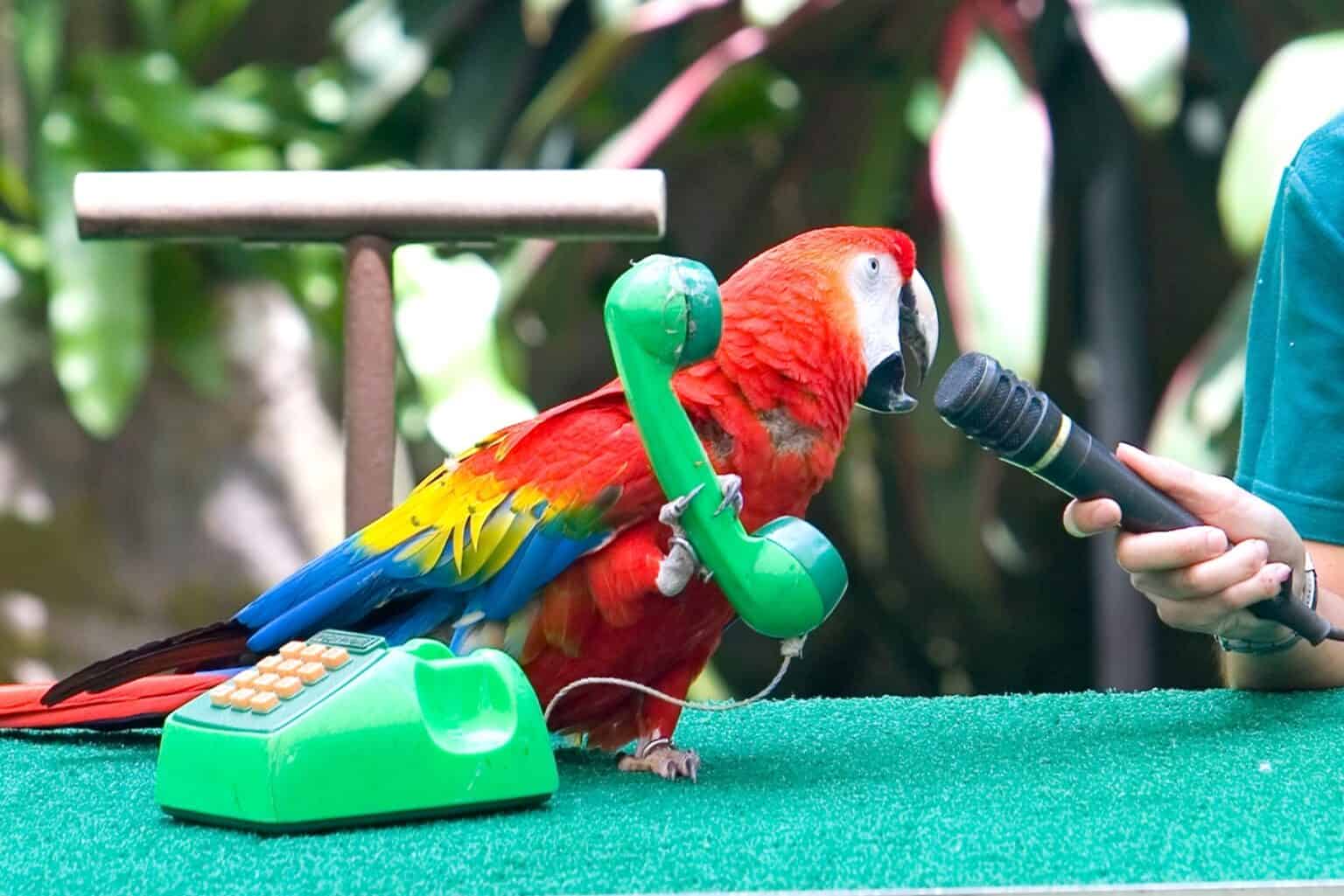 Why Do Parrots Talk? (And How Do They Talk Like Humans?)