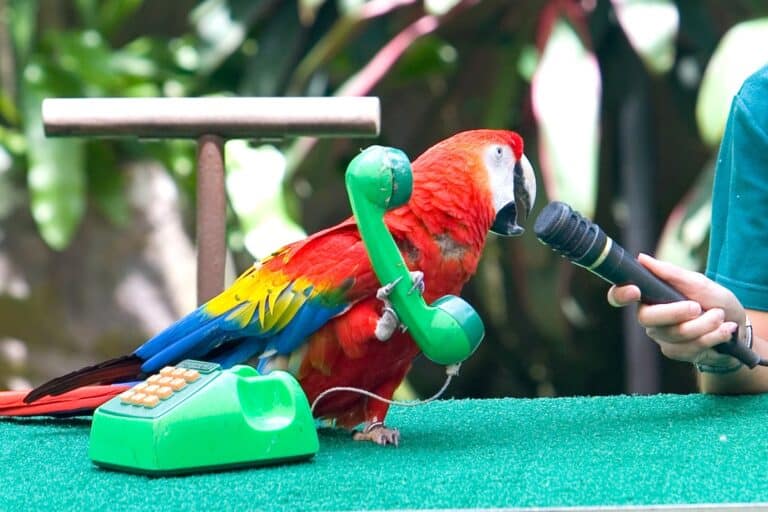 Why Do Parrots Talk? (And How Do They Talk Like Humans?)